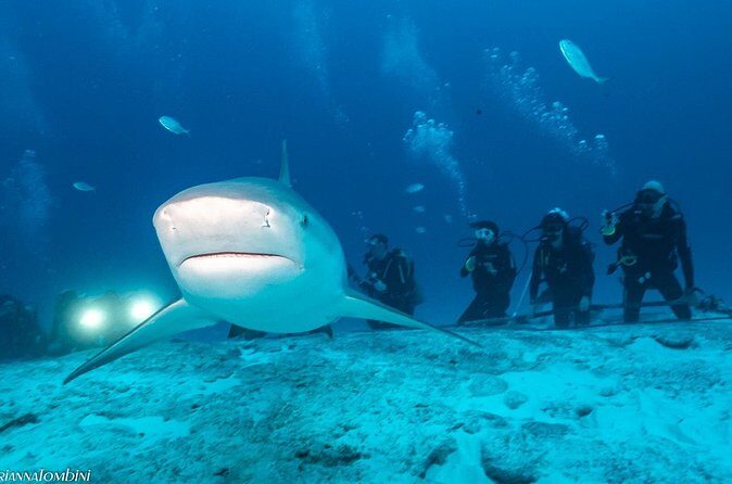 Bull Shark Extreme - 1tank /Only for Certified Divers - Practical Considerations