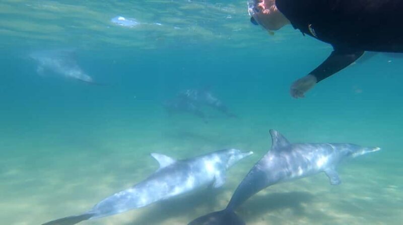 Bunbury: Swim with Dolphins Tour - Introduction