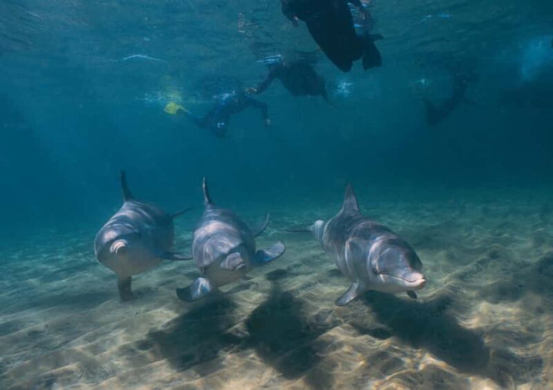 Bunbury: Swim with Dolphins Tour - The Experience at a Glance