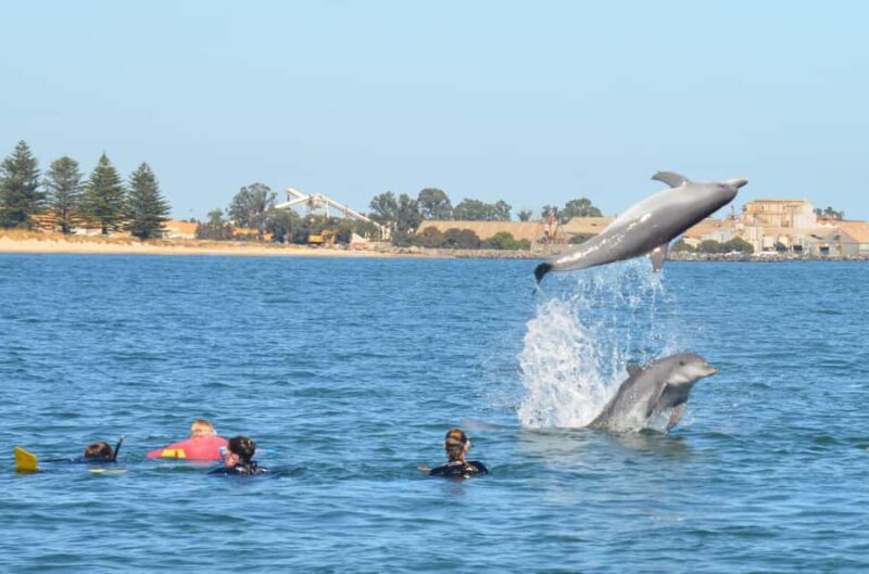 Bunbury: Swim with Dolphins Tour - FAQs
