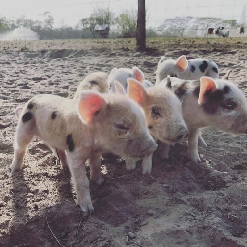 Bundaberg: Family-Friendly Entry Ticket to Splitters Farm - Who Should Consider This Tour?