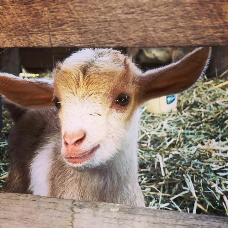 Bundaberg: Family-Friendly Entry Ticket to Splitters Farm - The Sum Up