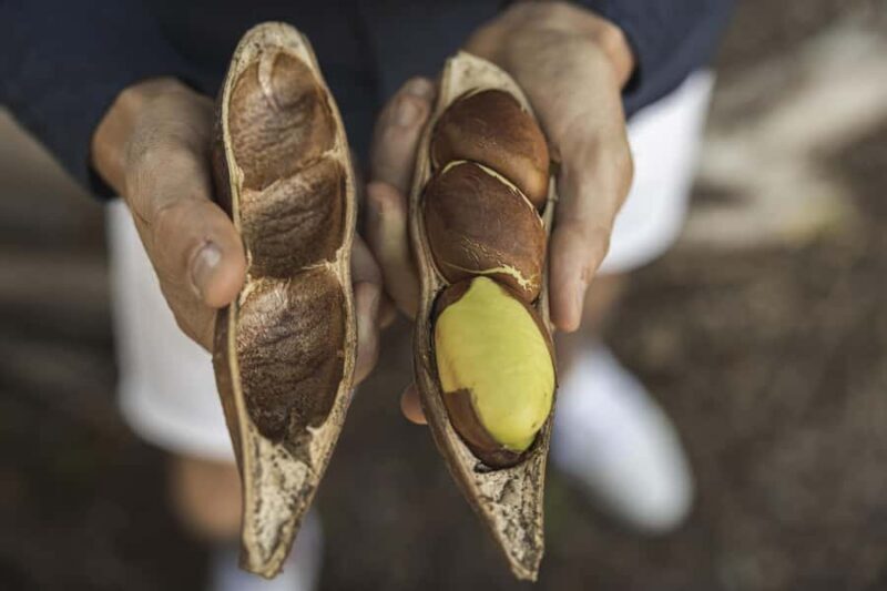 Bundaberg: Half Day Indigenous Experience with Morning Tea - The Sum Up: A Genuine Cultural Encounter
