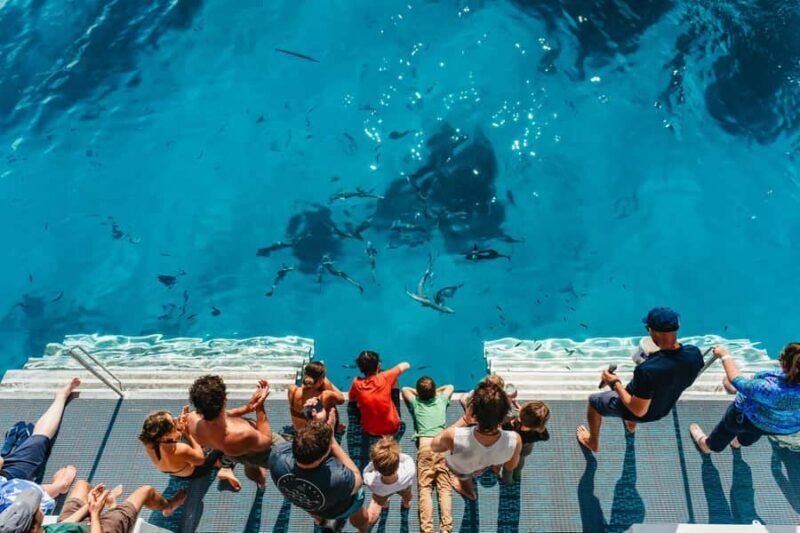 Bundaberg: Lady Musgrave Island and Great Barrier Reef Tour - Introduction: What to Expect from the Lady Musgrave Island Tour
