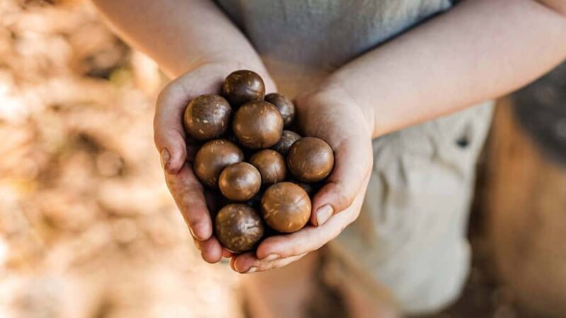 Bundaberg: Macadamia Orchard Tour - FAQs