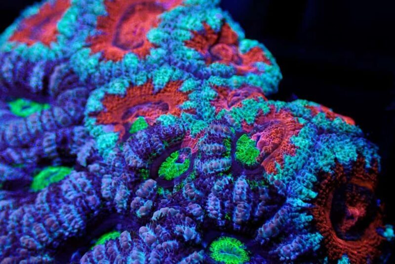 Bundaberg: Monsoon Aquatics Coral Farm Guided Tour - The Sum Up