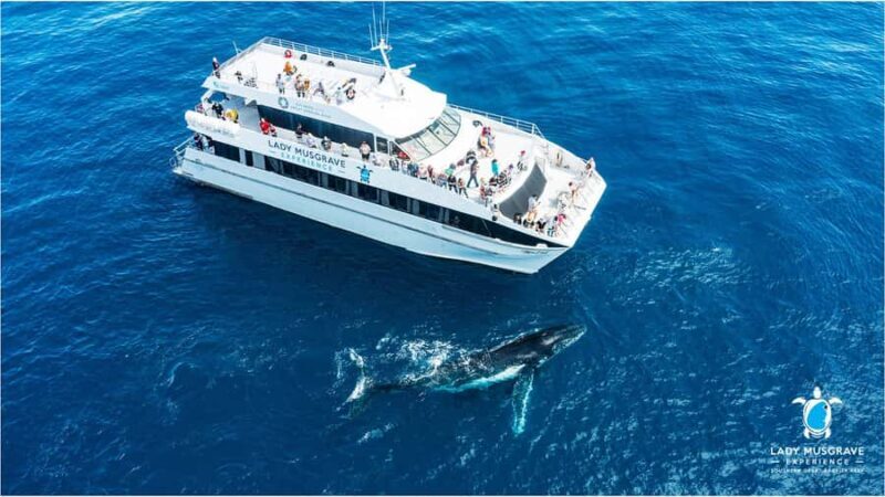 Bundaberg: Whale Watching Sightseeing Cruise with Lunch - Wildlife Viewing: Whales, Dolphins, and More