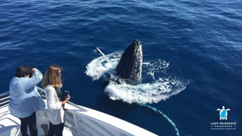 Bundaberg: Whale Watching Sightseeing Cruise with Lunch - Onboard Lunch and Additional Comforts