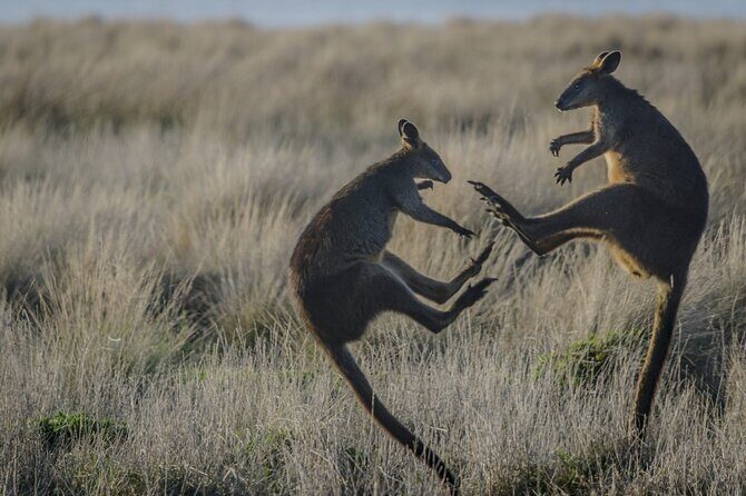 Bunurong Coast and Penguin Parade Private Tour - Analyzing the Value