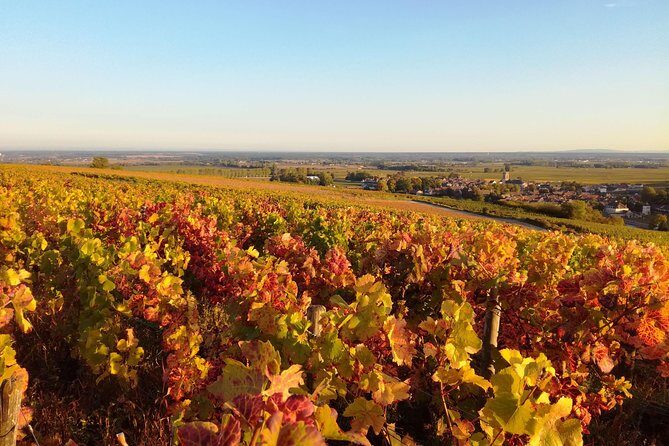 Burgundy Grand Crus Route Day Tour - 14 Wines Tastings in Domains - The Practicalities