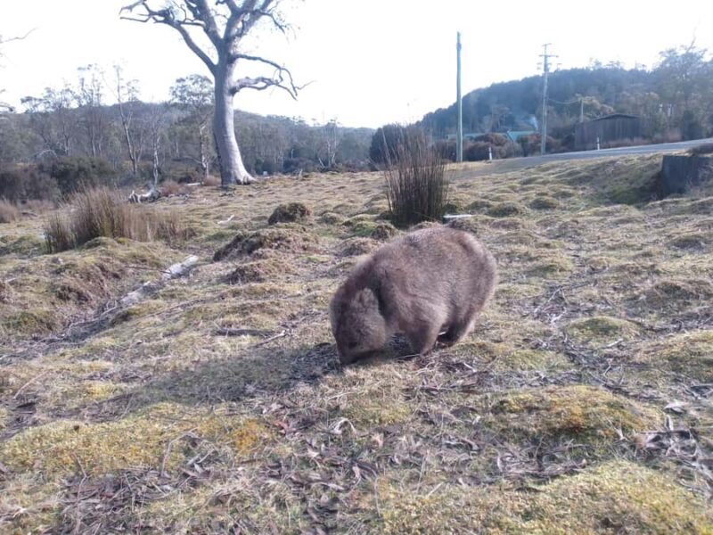 Burnie: Guided 6-hour tour to Cradle Mountain & Dove Lake - Key Points