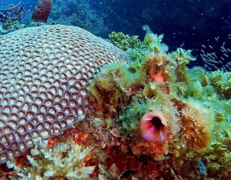 Busselton: 4 Mile Reef Guided Scuba Diving Tour - Discovering the Underwater World of 4 Mile Reef