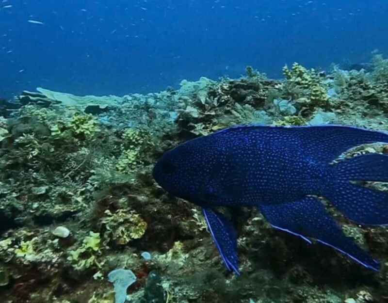 Busselton: 4 Mile Reef Guided Scuba Diving Tour - Why Choose This Tour?