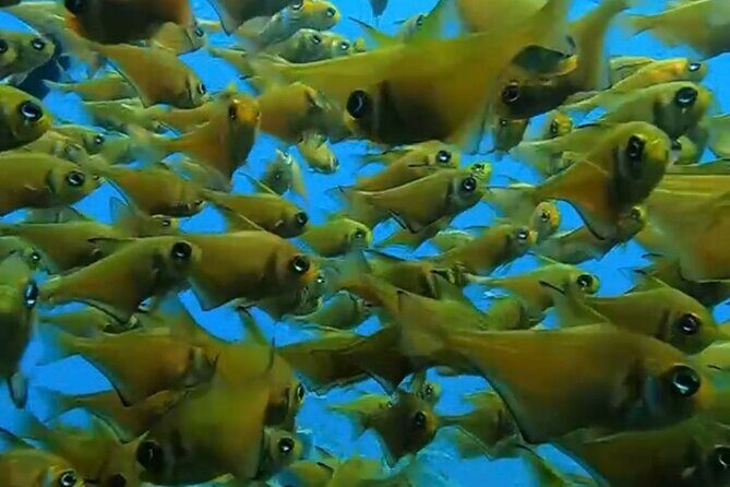 Busselton Jetty and Underwater Sculptures Snorkel Boat Tour - An In-Depth Look at What to Expect