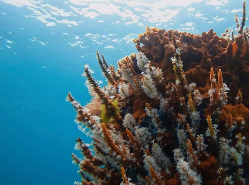 Busselton: Jetty Scuba Dive Tours with Underwater Sculptures - Busselton: Jetty Scuba Dive Tours with Underwater Sculptures — An Authentic Underwater Adventure in Western Australia