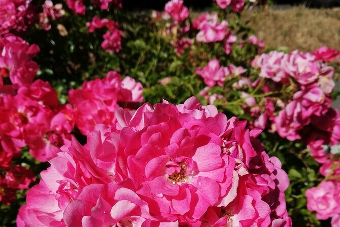 Butchart Gardens and City Private Tour - A Closer Look at the Tour Experience