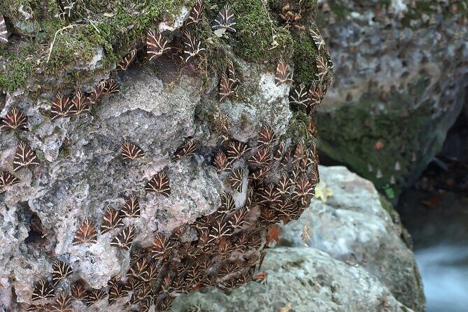 Butterflies Valley & Chalki from Rhodes - FAQ