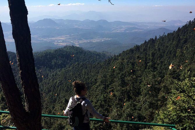 Butterfly Monarch Tour from Mexico City - What Makes This Tour Special?
