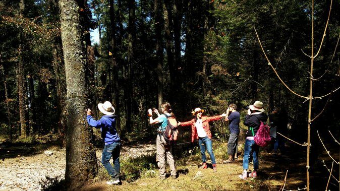 Butterfly Monarch Tour from Mexico City - The Experience of Seeing Monarch Butterflies
