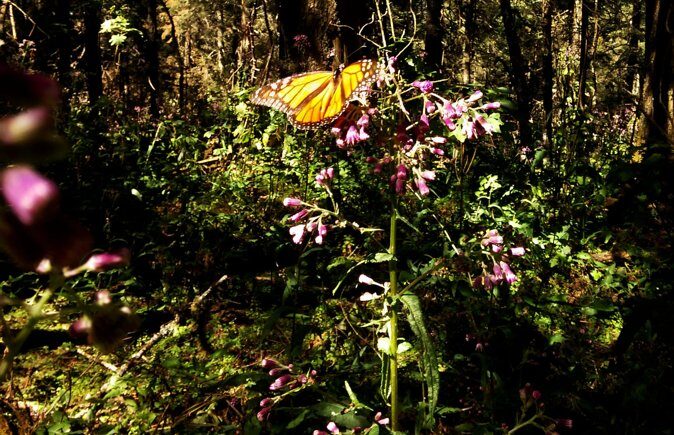 Butterfly Monarch Tour from Mexico City - Practical Details and Considerations