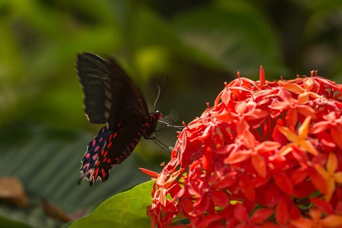 Butterfly Sanctuary Guided Tour in Puerto Vallarta - Pricing and Value