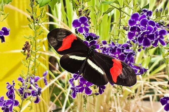 Butterfly Sanctuary Guided Tour in Puerto Vallarta - Why This Tour Is Worth Considering