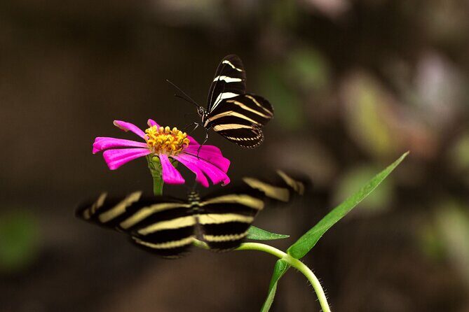 Butterfly Sanctuary Guided Tour in Puerto Vallarta - Final Thoughts: Who Will Love This Experience