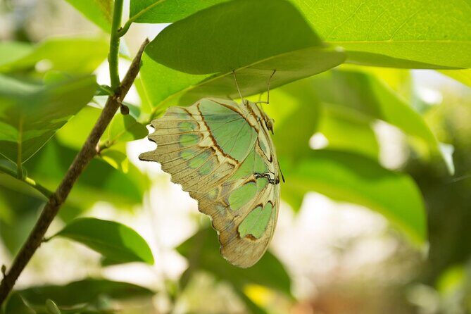 Butterfly Sanctuary Guided Tour in Puerto Vallarta - FAQ