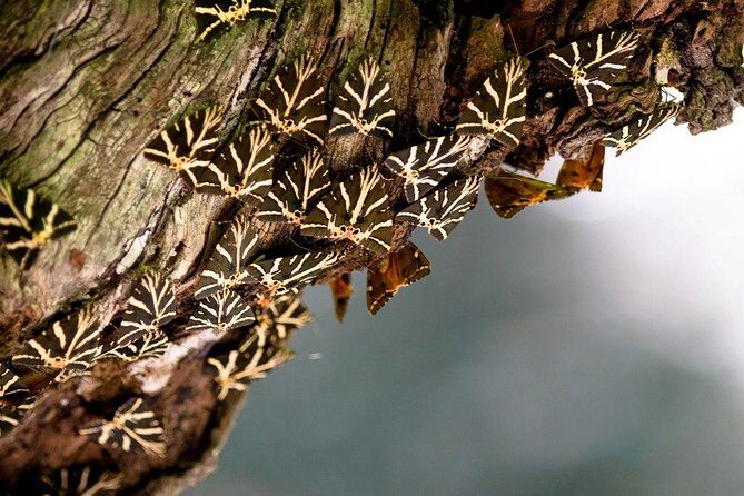 Butterfly Valley & Wine, Olive Oil, Honey Tasting Tour (Small Group) - Exploring Rhodes’ Natural Beauty and Local Flavors