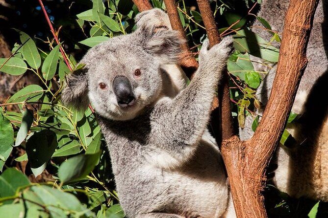 Byron Bay and Currumbin Wildlife Sanctuary Day Tour - What Does the Price Get You?  