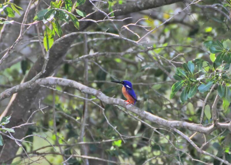 Byron Bay: Brunswick River Eco-Cruise with Brunch - Who Will Love This Experience?