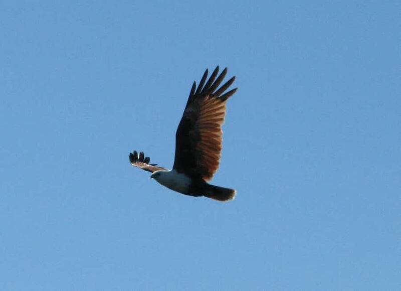 Byron Bay: Brunswick River Eco-Cruise with Brunch - Frequently Asked Questions