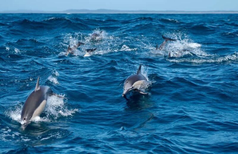 Byron Bay: Cruise with Dolphins Tour - A Closer Look at the Experience