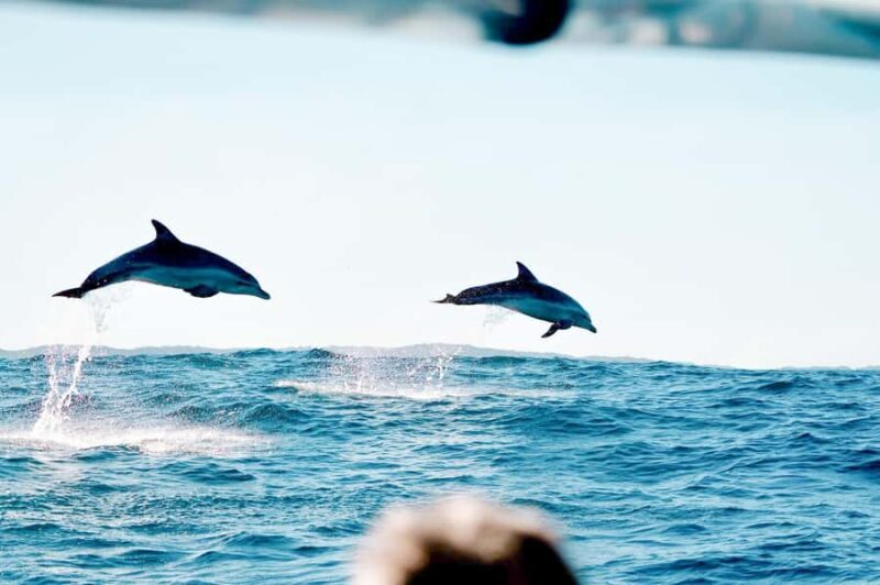 Byron Bay: Cruise with Dolphins Tour - Who Will Love This Tour?