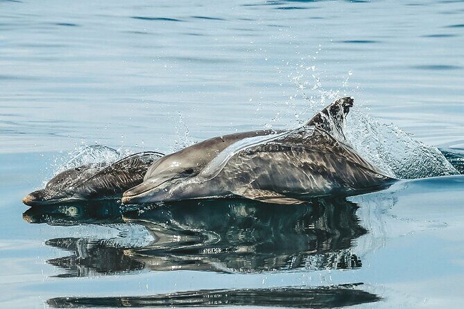 Byron Bay Dolphin Tour - Ocean Safari - Final Thoughts: Is It Worth It?