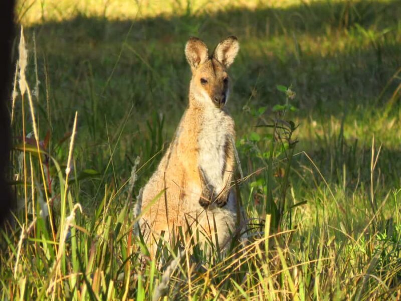 Byron Bay: Full-Day Wildlife Safari - Practical Details and Value