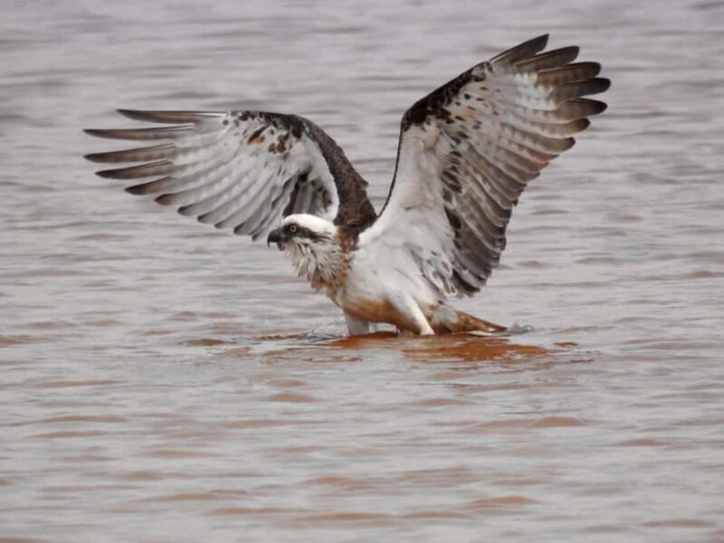 Byron Bay: Kayak and Hike Eco-Tour with Waterfall Swim - What Makes This Tour Special?