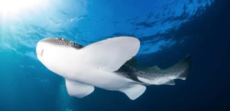 Byron Bay: Nguthungulli Julian Rocks Snorkeling Tour - A Deep Dive into the Byron Bay Snorkeling Tour