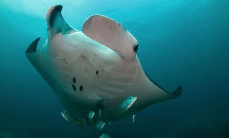 Byron Bay: Nguthungulli Julian Rocks Snorkeling Tour - The Authentic Experience: What Real Travelers Say