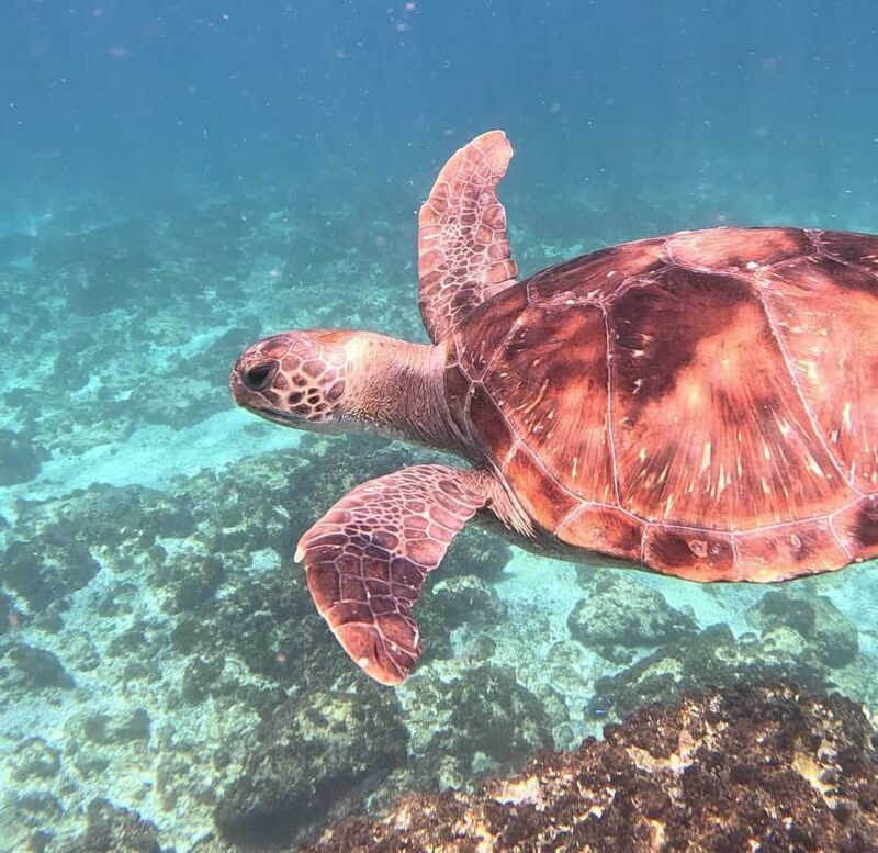 Byron Bay: Nguthungulli Julian Rocks Snorkeling Tour - Final Thoughts