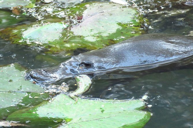 Byron Bay Platypus Walk - Key Points