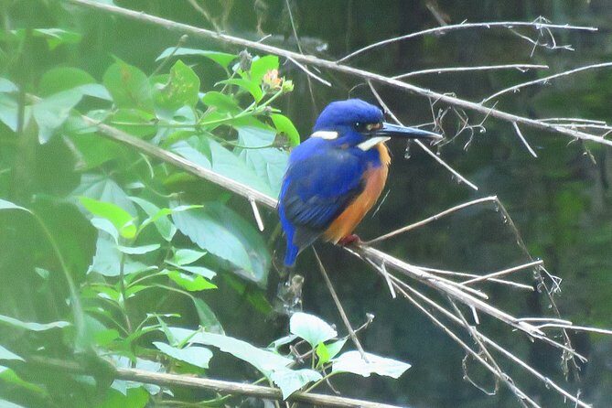 Byron Bay Platypus Walk - Small Group & Expert Guides