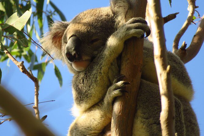 Byron Bay Platypus Walk - Authenticity & Experience