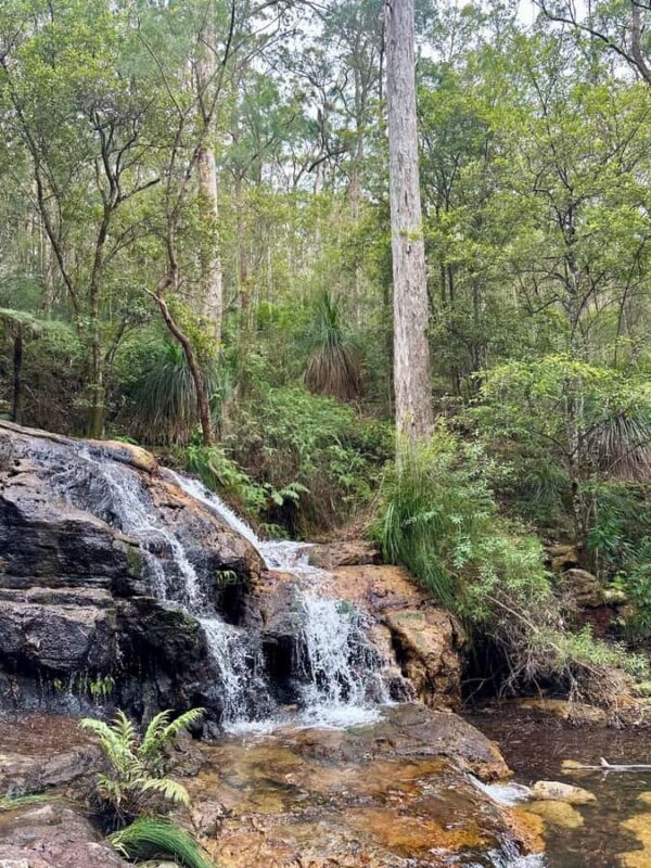 Byron Bay: Rainforest Waterfalls Guided Eco Tour - Who Would Love This Tour?