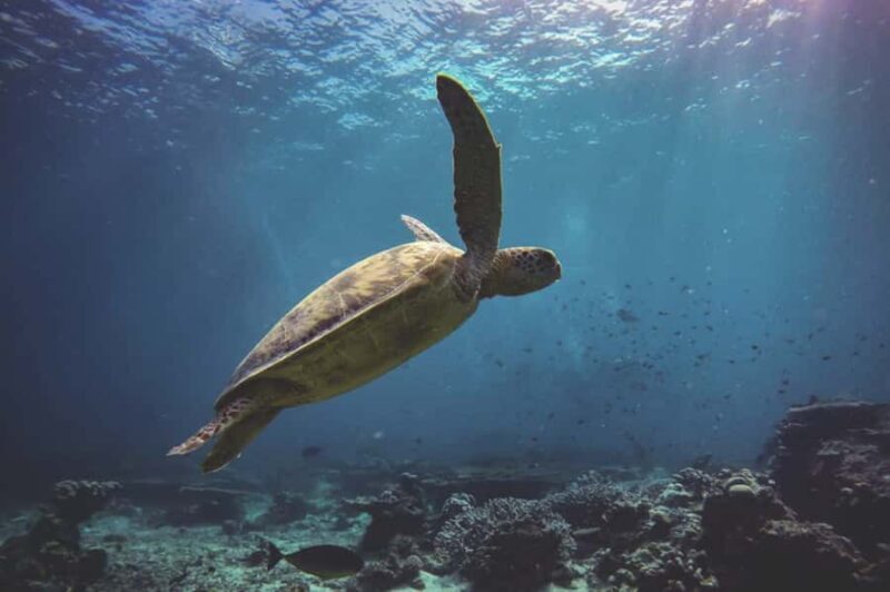 Byron Bay: Snorkeling Tour at Julian Rocks, Nguthungulli - Practical Tips for Your Trip