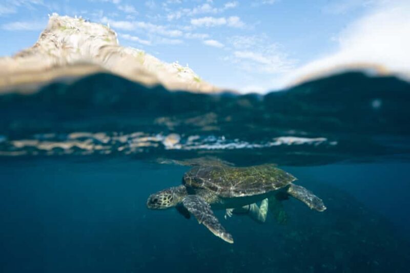 Byron Bay: Snorkeling Tour at Julian Rocks, Nguthungulli - Frequently Asked Questions