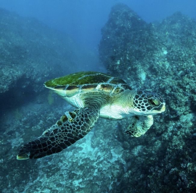 Byron Bay: Snorkeling Tour at Julian Rocks, Nguthungulli - Final Word