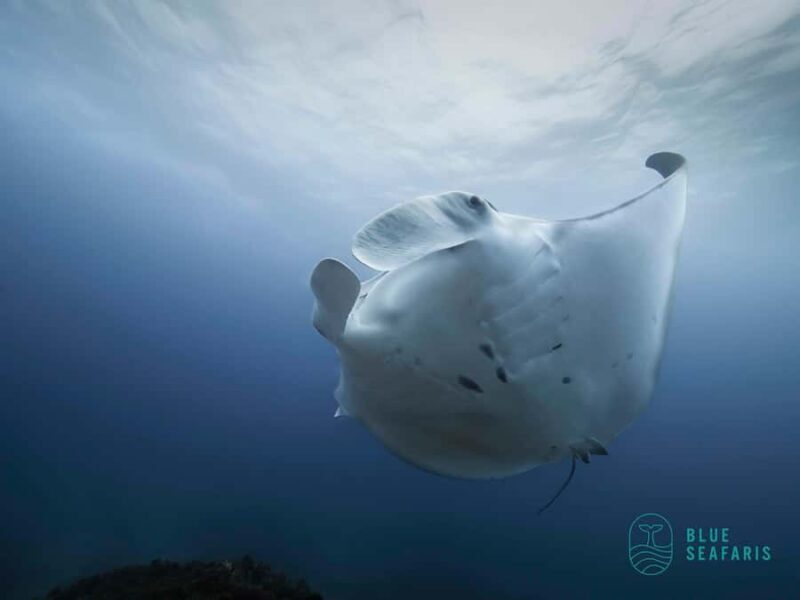 Byron Bay: Snorkelling Tour of Julian Rocks "Nuthungulli" - Key Points