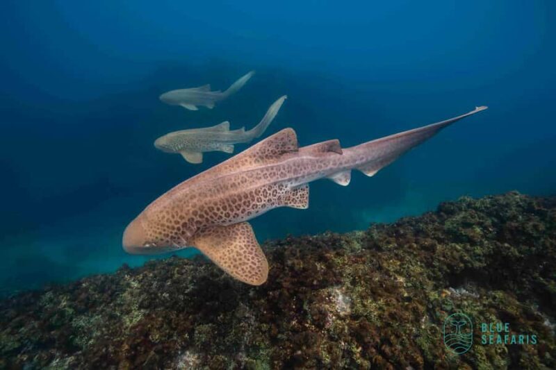 Byron Bay: Snorkelling Tour of Julian Rocks "Nuthungulli" - What Makes This Tour Stand Out?