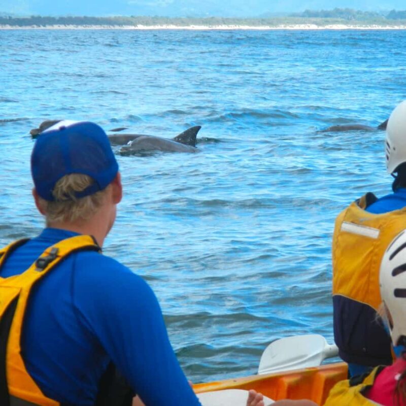 Byron Bay: The Byron Bay Sea Kayak Tour - Introduction: What Makes This Tour Special